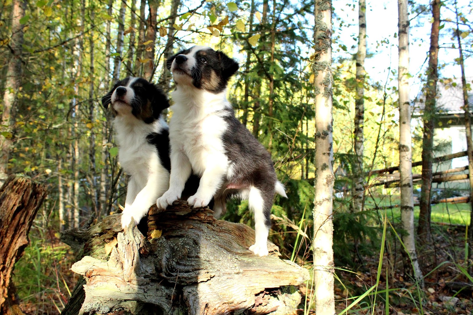 Myrock's: Pennut 6 viikkoa 😊