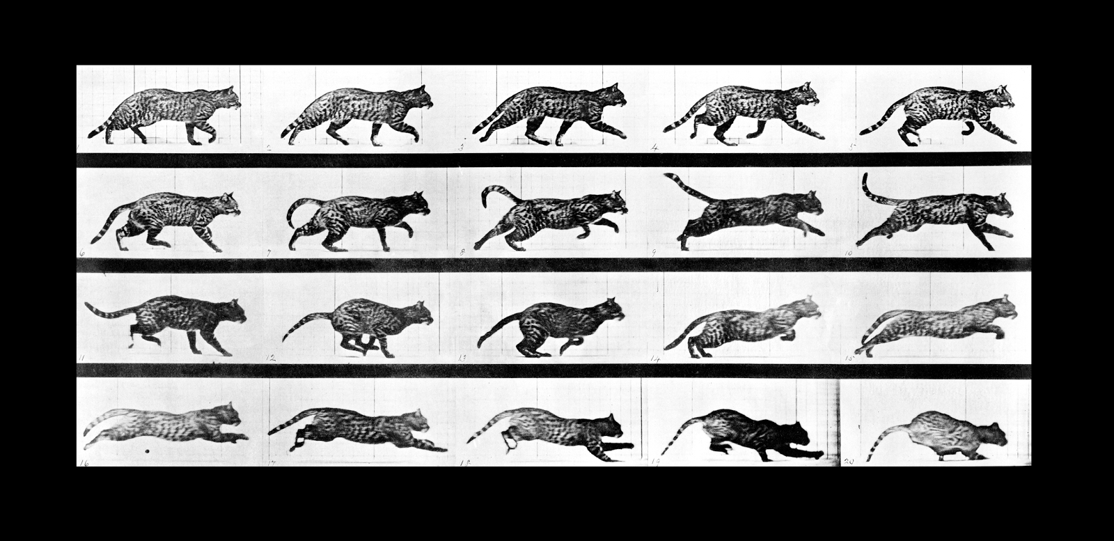 ThePaperSunflower: Early Moving Pictures--Eadweard Muybridge