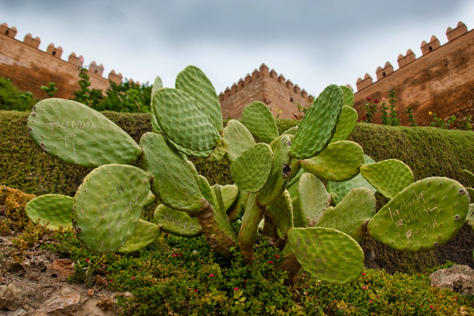 PlantArte en tu Oasis. Paisajismo y naturaleza para todos.: La chumbera ...