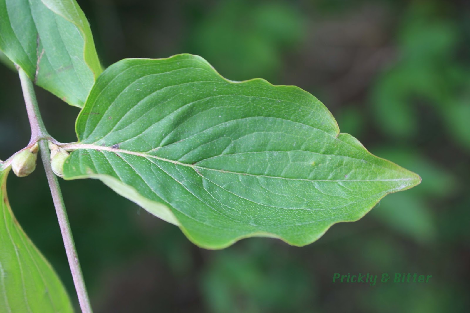 Prickly and Bitter: The Cornelian cherry tree isn't a cherry tree