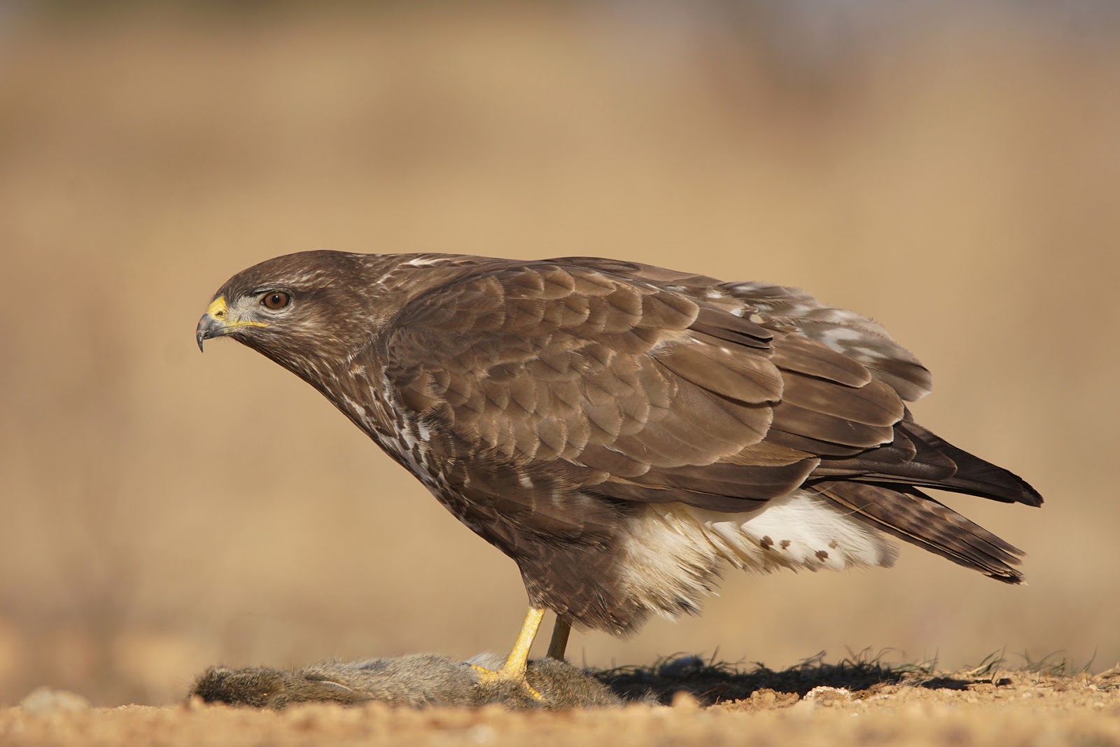 Busardo ratonero.(Buteo buteo) | Hot HD Wallpapers