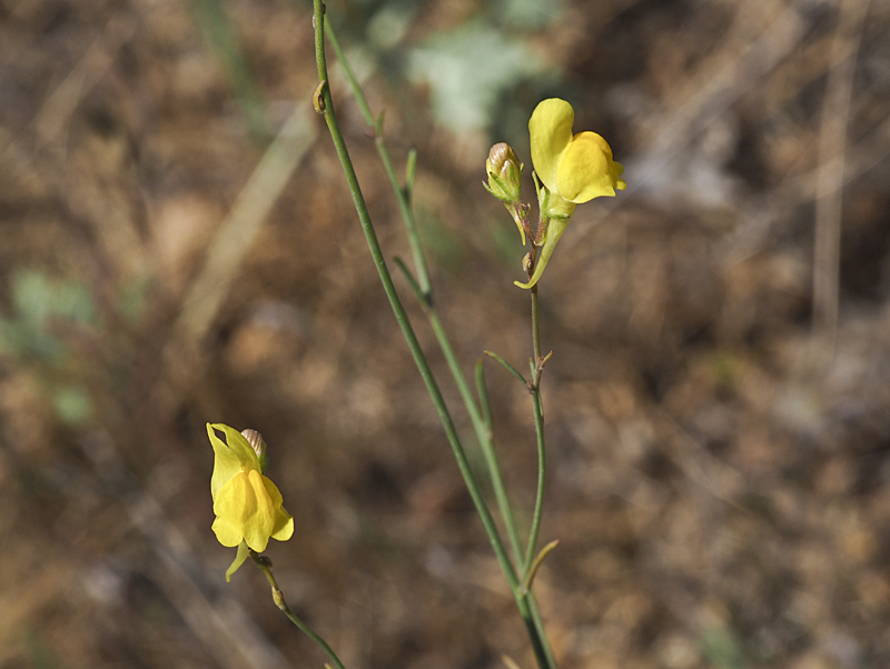 Paseos por la naturaleza: Linaria spartea. Baleo montesino.