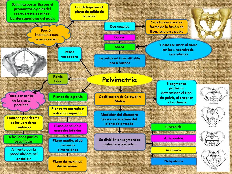 Blog de Ginecología: Pelvimetría