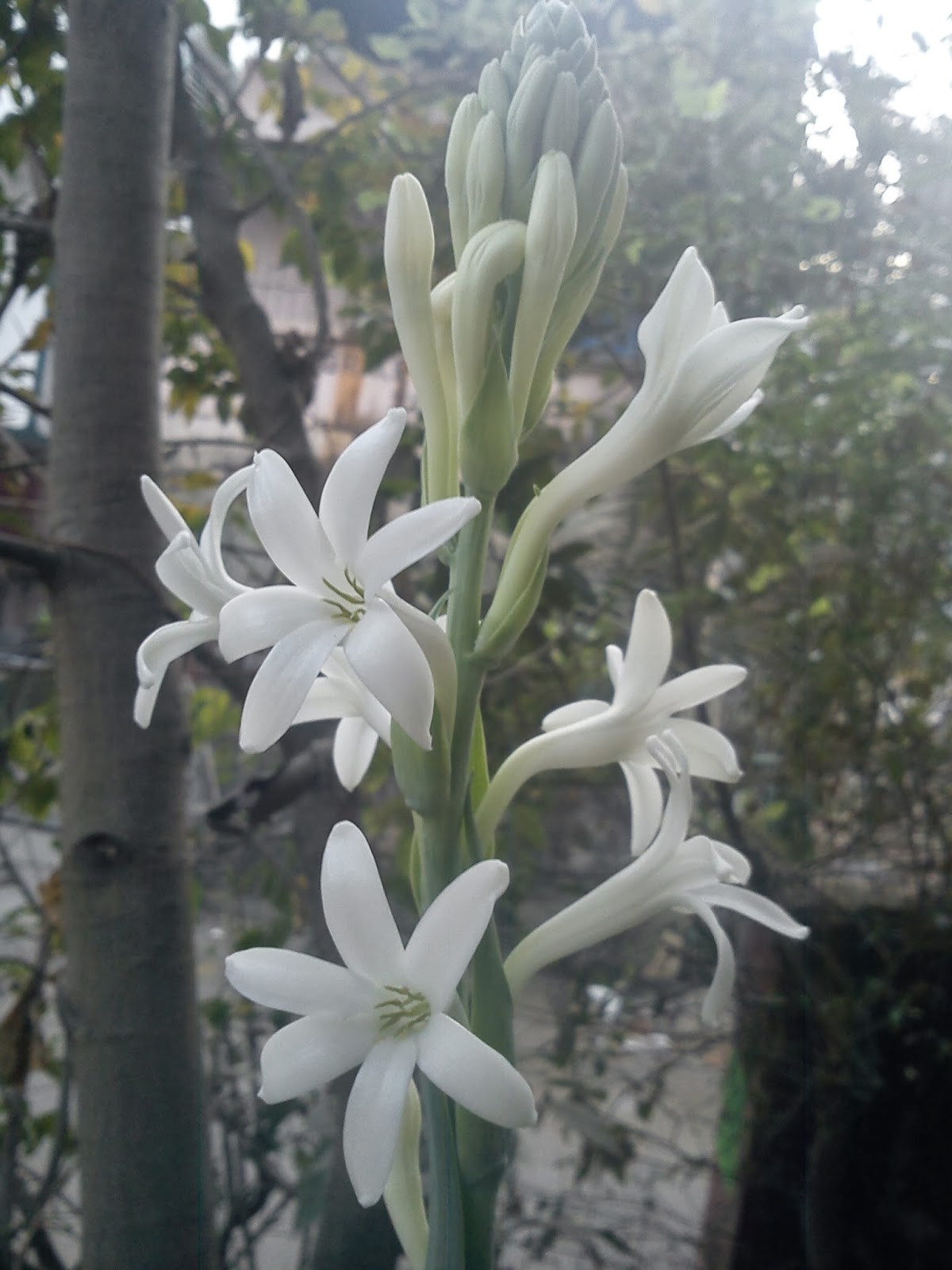 sagar: Rajnigandha (Gulchadi) Flower