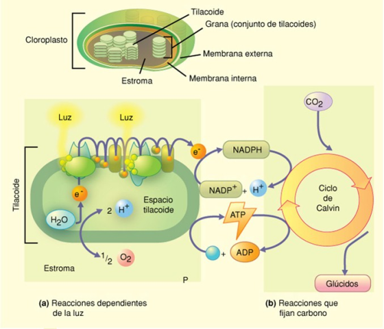 cadenas tróficas: Bioquimica de la fotosíntesis