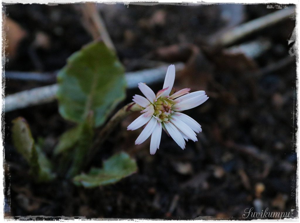 Suvikumpu: toukokuuta 2019