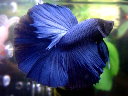 Comidas con historias: Cría de peces en forma doméstica