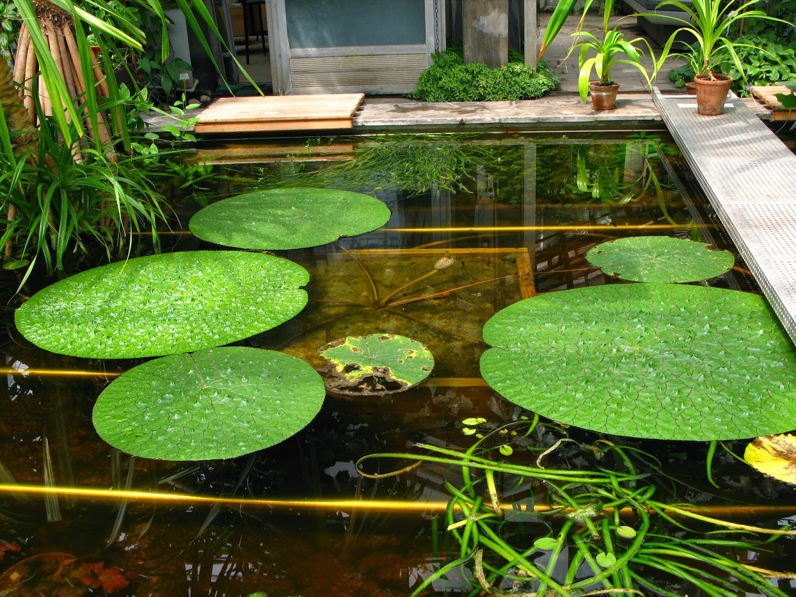 Всё о бегониях и не только...: Эвриала устрашающая (Euryale ferox)