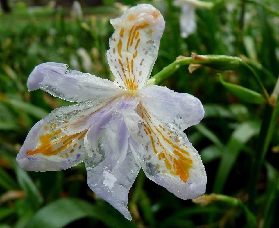 POLVERE DI STELLE: Sei nell'anima by © Grazia Longo