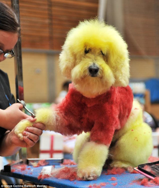 dailypetfwd: A doodle on a poodle: Creative dog grooming craze hits ...