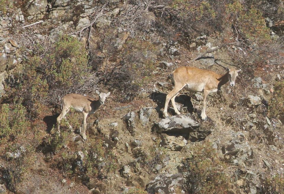 Mammals of Cyprus - Τα θηλαστικά της Κύπρου by George Konstantinou ...