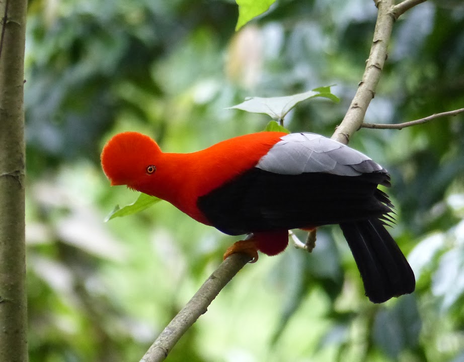Espacio dedicado a la naturaleza: Gallito de Roca (Rupicola peruviana)