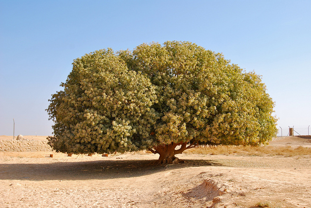 Pohon Nabi : Pohon Yang Menjadi Saksi Kebesaran Rasulullah SAW ...