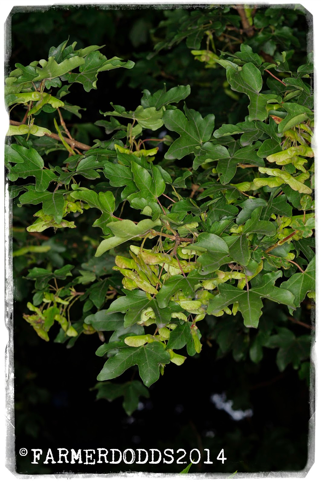 NATIVE BRITISH HERBS: A