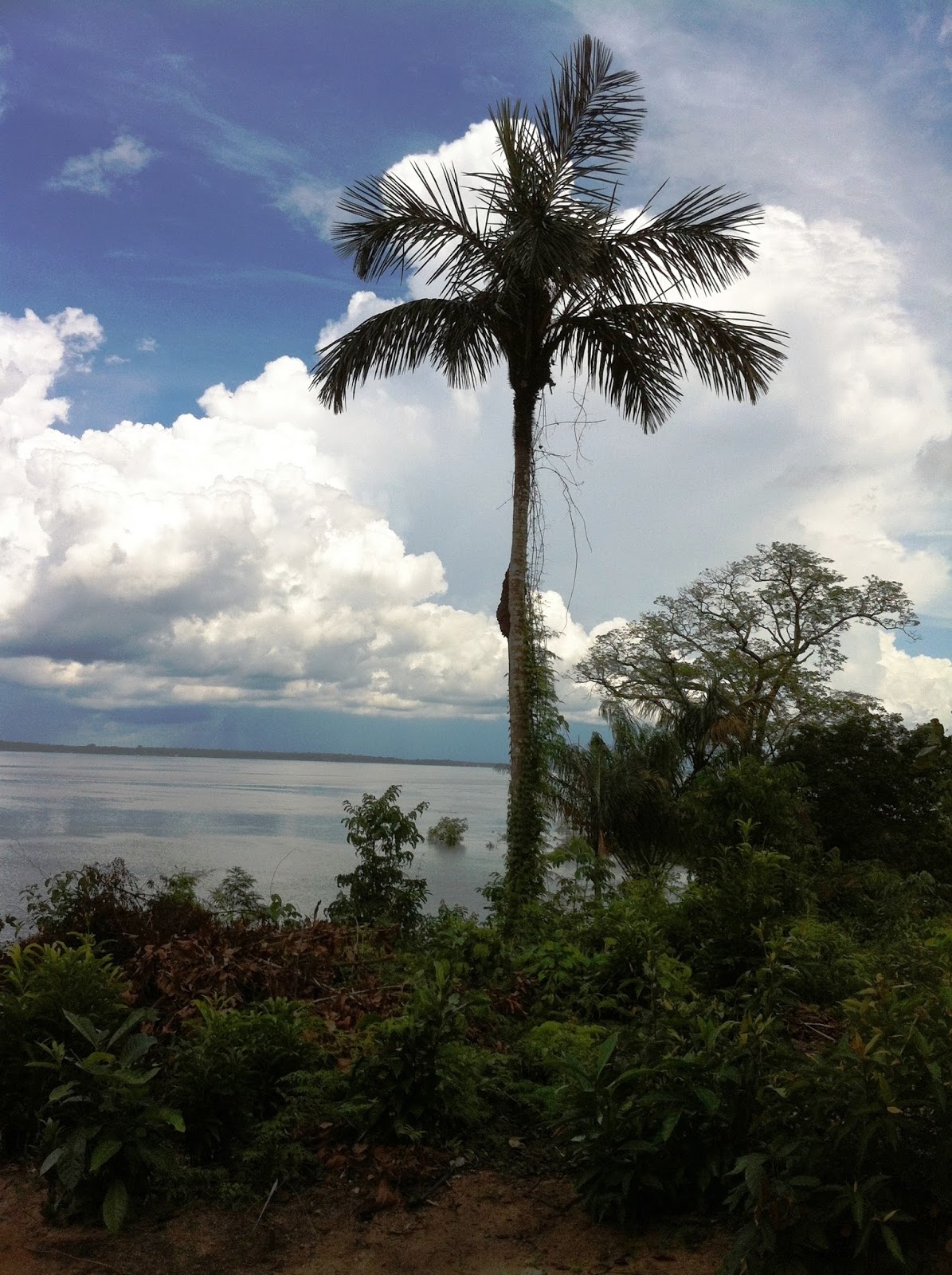 O cão que fuma...: Imagens do Rio Negro
