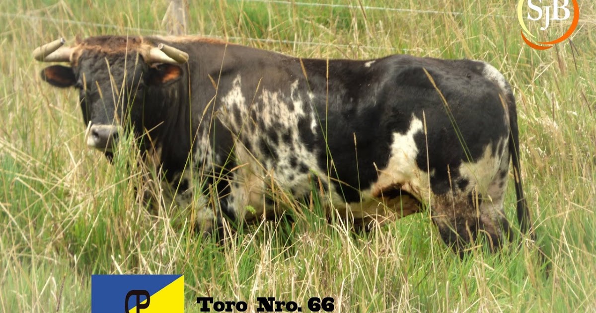 Perú Taurino: TOROS DE ROBERTO PUGA PARA LA FERIA DE CHOTA (CAJAMARCA)