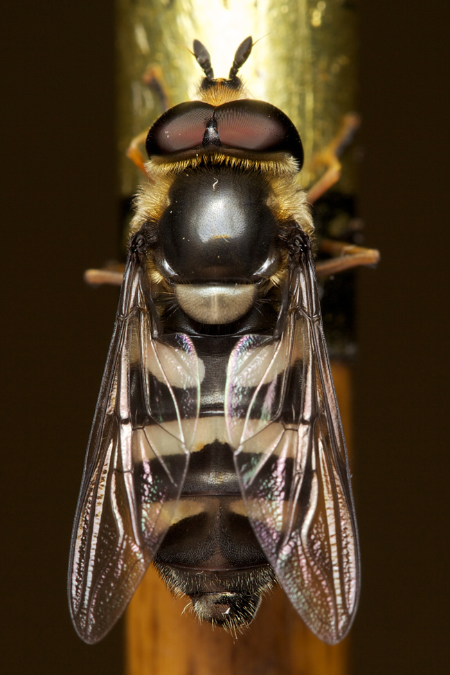 ムシをデザインしたのはダレ？: ヘリヒラタアブ Didea alneti ( FALLEN, 1817 )