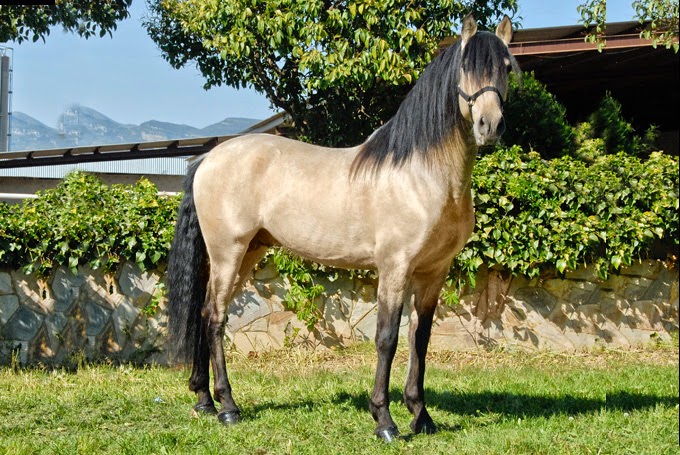 Conozcamos de caballos: Colores y marcas