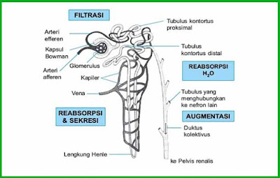 [Kunci Jawaban] Perhatikan gambar nefron ginjal berikut! Bagian X ...
