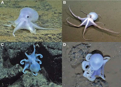 Sciency Thoughts: Brooding behaviour in deep sea Incirrate Octopus.