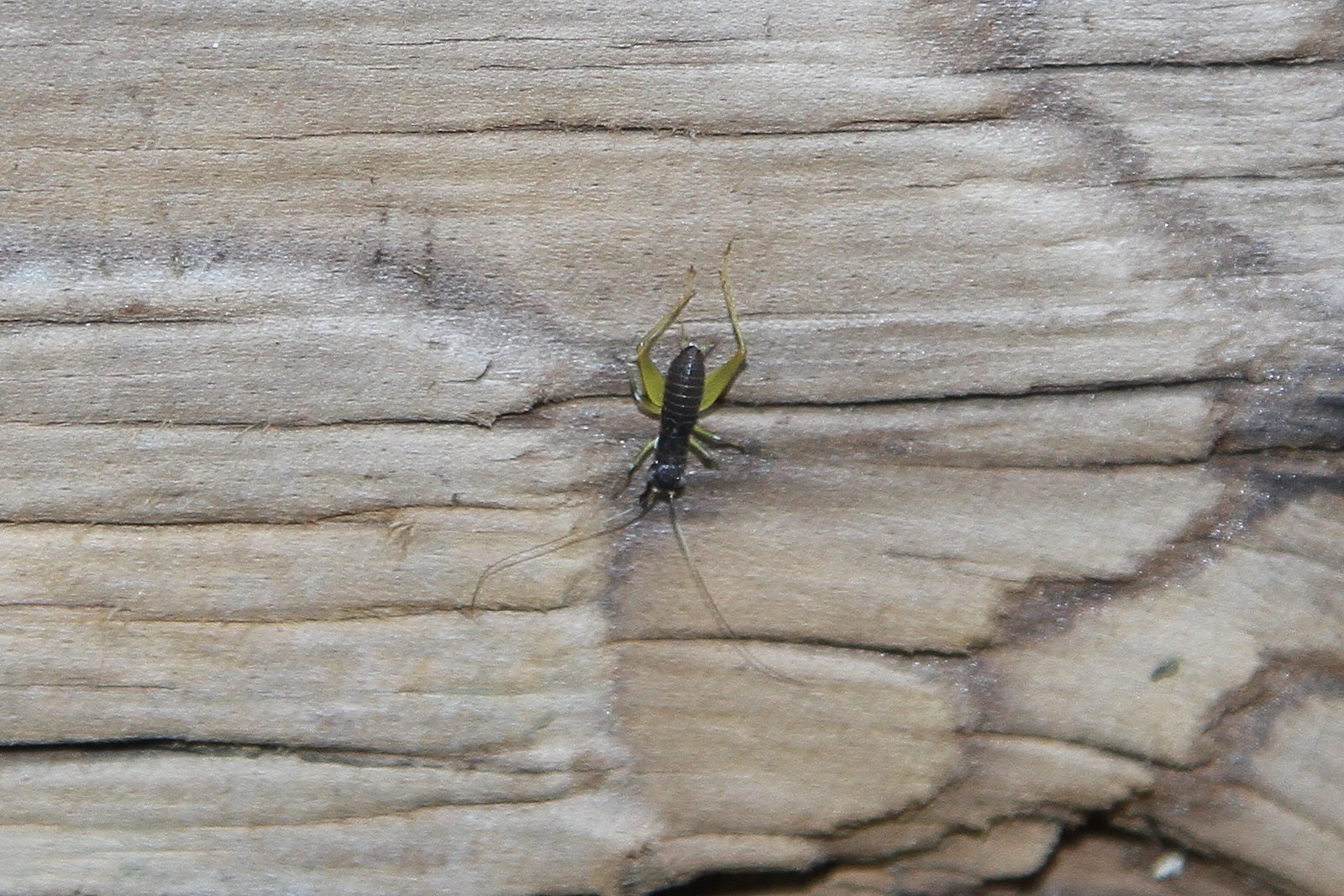 Real Monstrosities: Handsome Trig