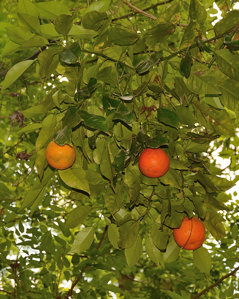 Bleecker Mountain Life: Crones' Cradle Conserve