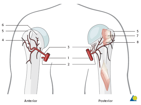 Ortho Fracture Series 1: Proximal Humerus Fracture