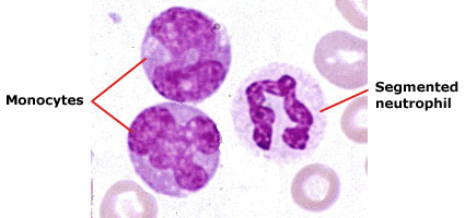 Le système immunitaire : Les bases fondamentales | Bio faculté