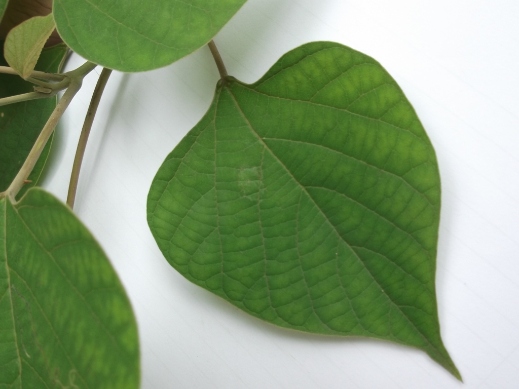 Gmelina arboria / Atdemata / ඇත්දෙමට / Bhadraparni / Sri parni ...