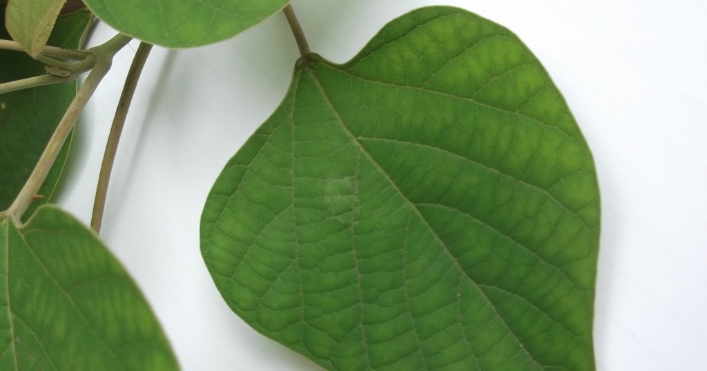 Gmelina arboria / Atdemata / ඇත්දෙමට / Bhadraparni / Sri parni ...