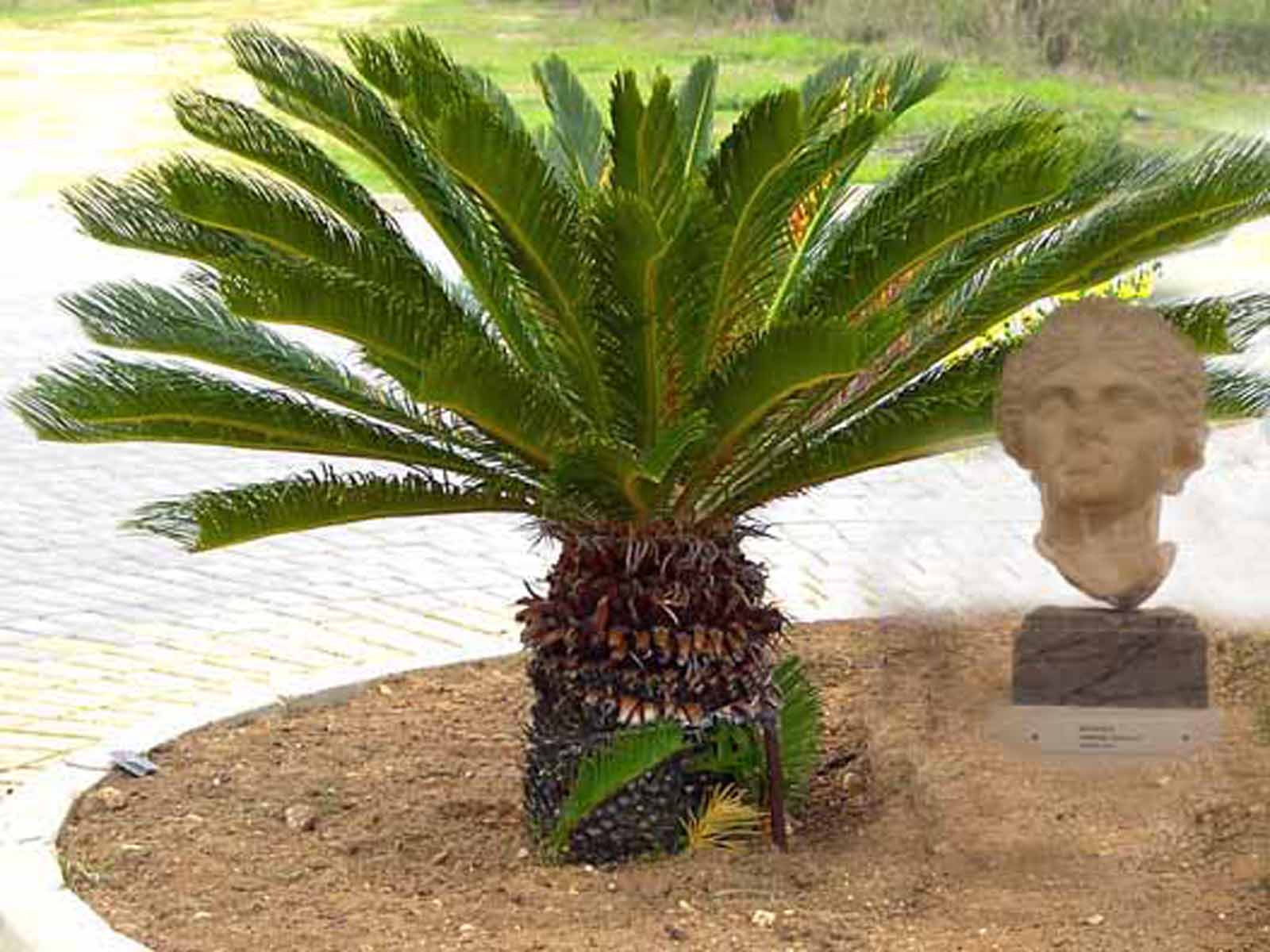 arbustosensevilla-encinarosa: Cycadaceae / Cicas / Cyca revoluta / Cyca ...