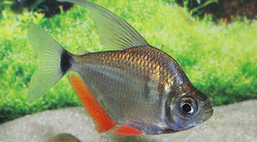 Alma d'Água: Peixes / Characiformes / Characidae