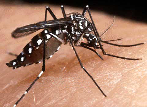 Dengue Fever- An Overview