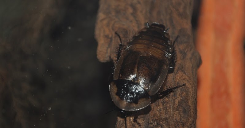 ZOOTOGRAFIANDO (6.100 ANIMALS): CUCARACHA SILBADORA CUBANA / CUBAN ...