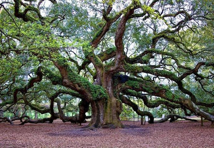 The Oak and the Antler: Father Oak