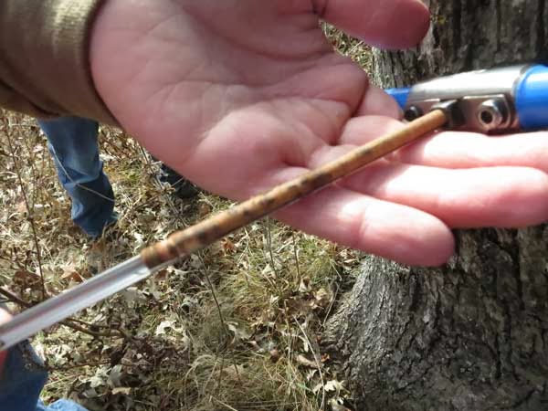 Tom's Blog: Tree ring analysis at Pleasant Valley Conservancy