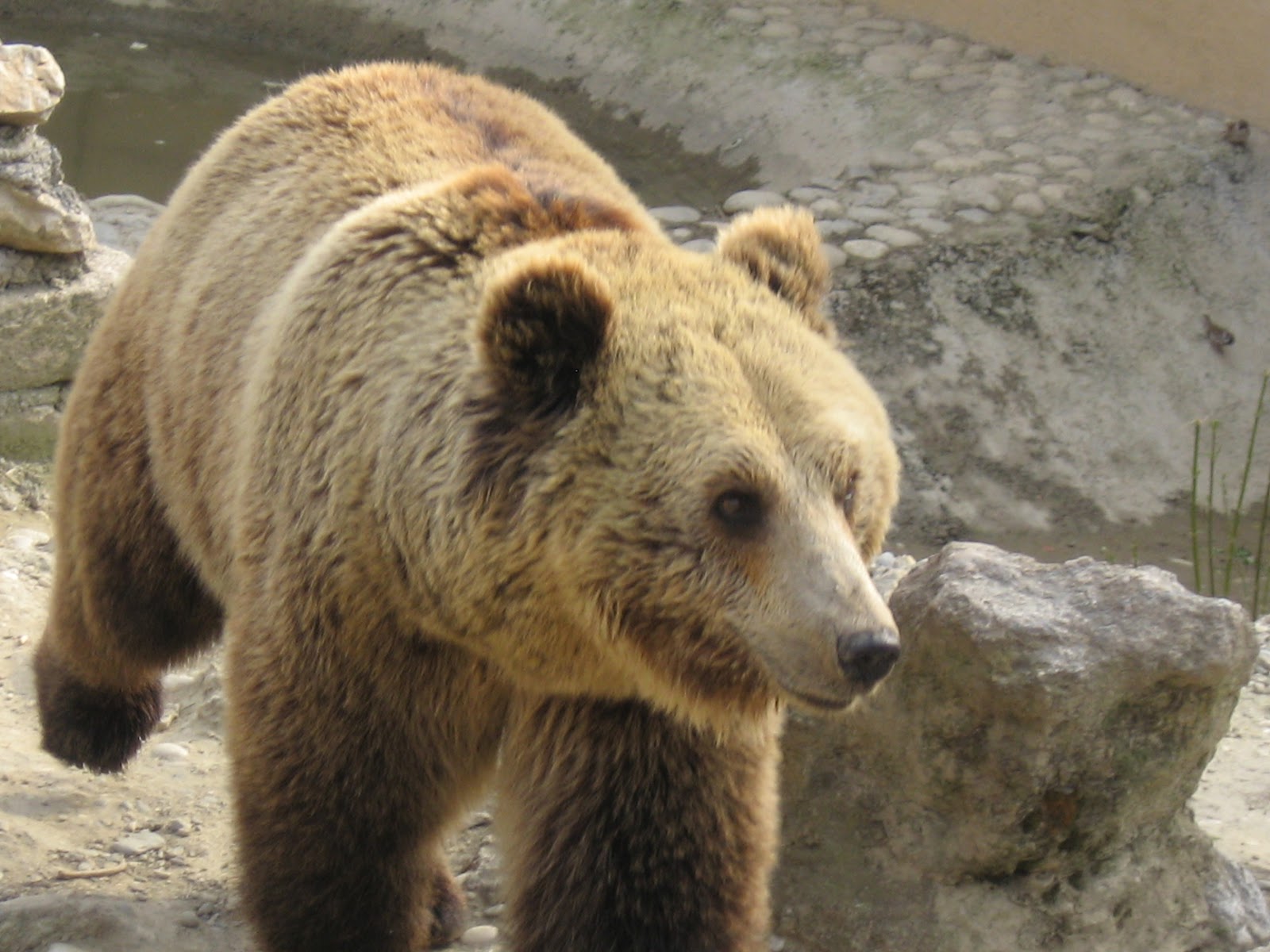 Animals in Skopje ZOO: Cute Big Bears