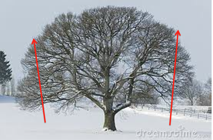 The Mermaid's Tale: Leafing through Nature or, How does development work?