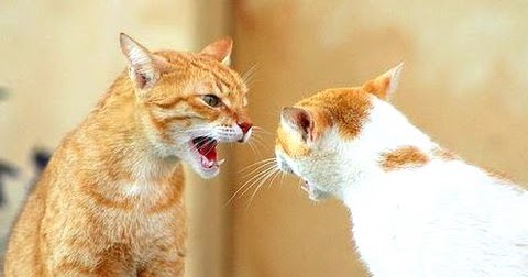 My Cats Are Democrats: A Matter Of Debates