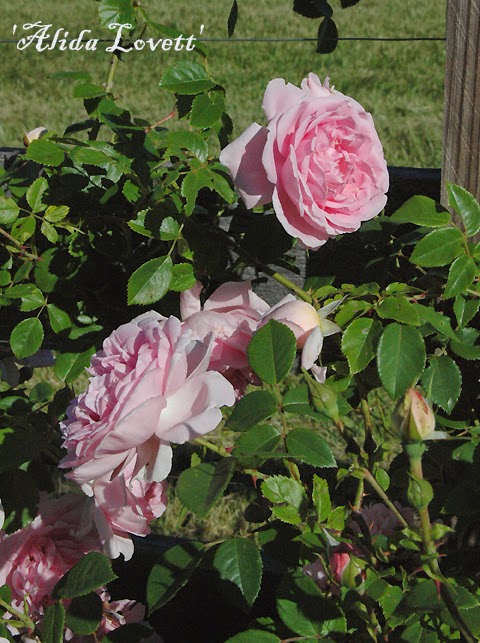 Hartwood Roses: May 2015