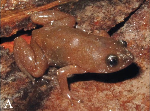 Sciency Thoughts: A new cryptic species of Microhylid Frog from ...