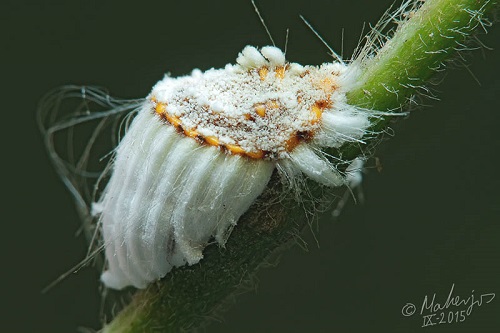 Biodiversidad Costa Granadina y ... (Fauna): Cochinilla acanalada ...