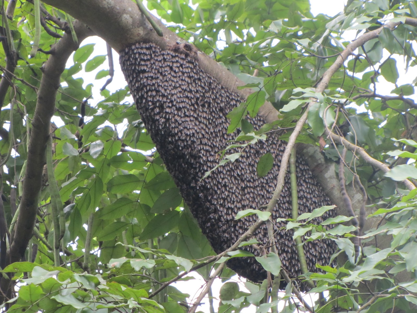 Kleyns In The Philippines: * "Bees Be Gone"