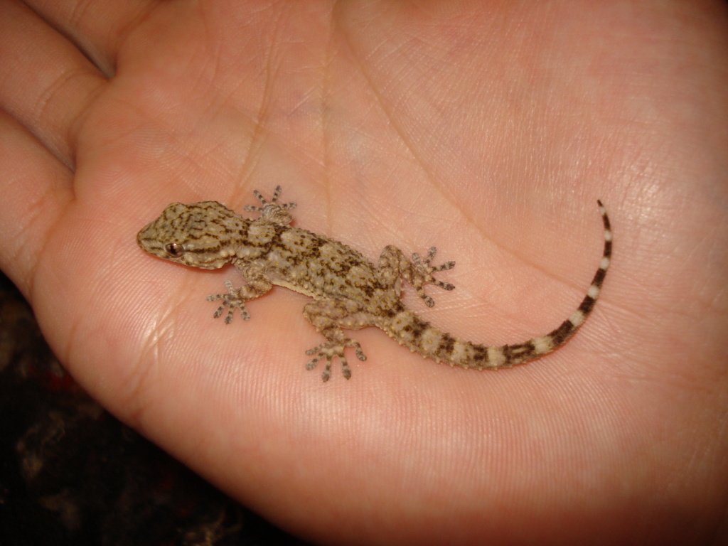 Frente de Libertação Caramela: CONSULTÓRIO DO DIA A DIA - OSGAS