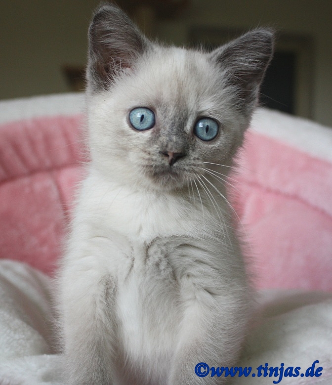 Britisch Kurzhaar (BKH) Kitten und Britisch Langhaar Katzenbabys: BKH ...