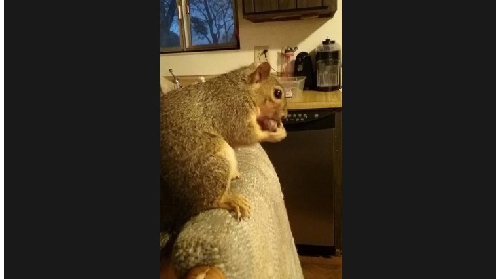 Grey and Red, A Squirrel Journal