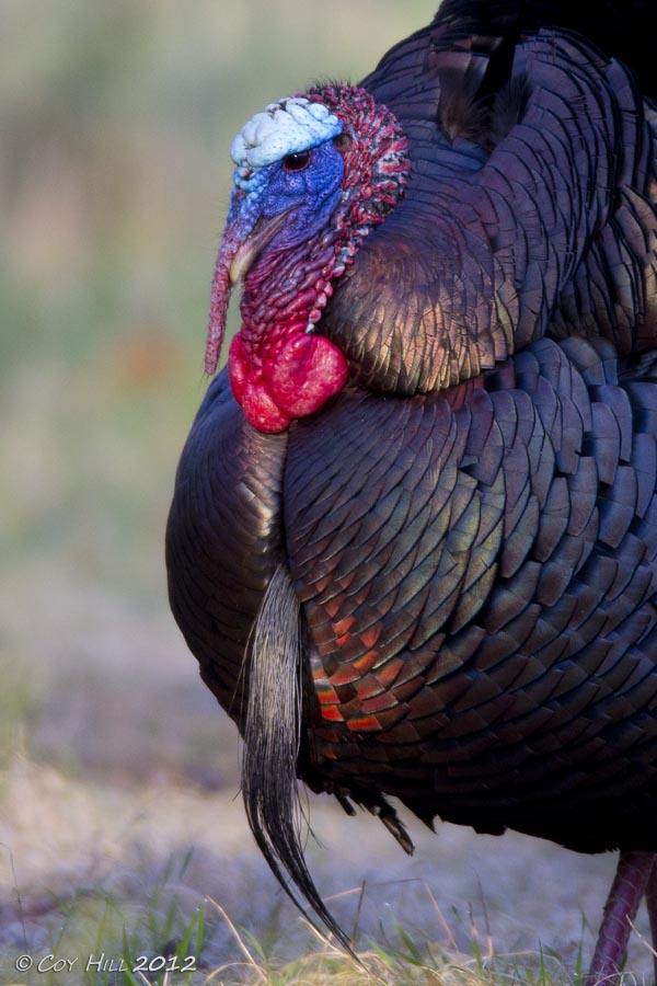 Country Captures: Lookin Good for the Ladies