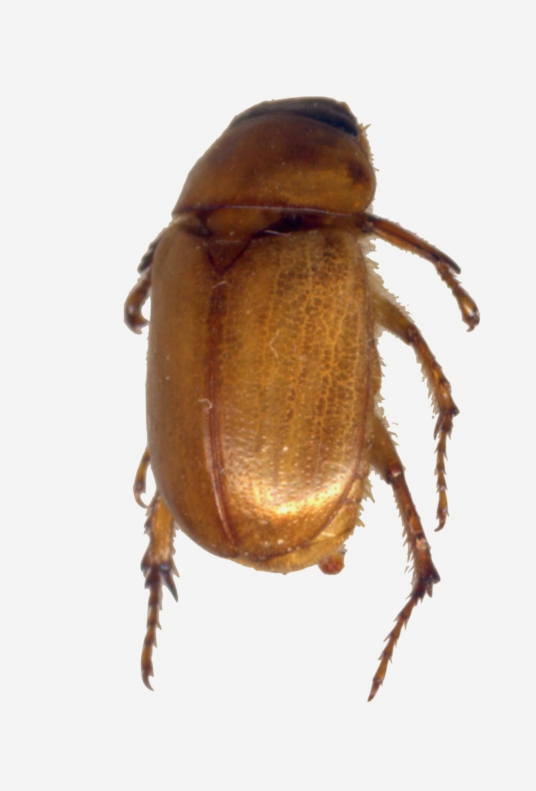 虫頭: スジコガネモドキ (Cyclocephala lurid Scarabaeidae) Southern Masked Chafers