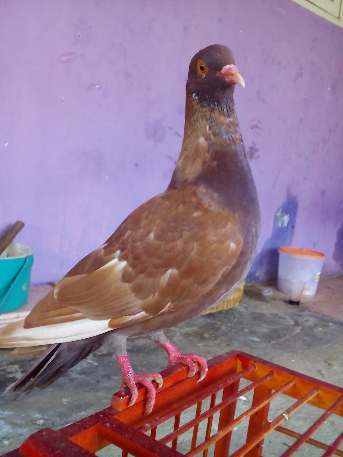 Cara memilih Merpati Yang Tangguh Dan Siap Tempur