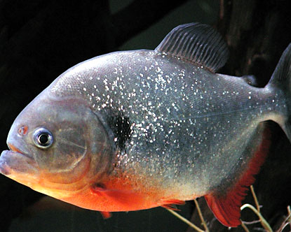 Animals of the world: Piranha